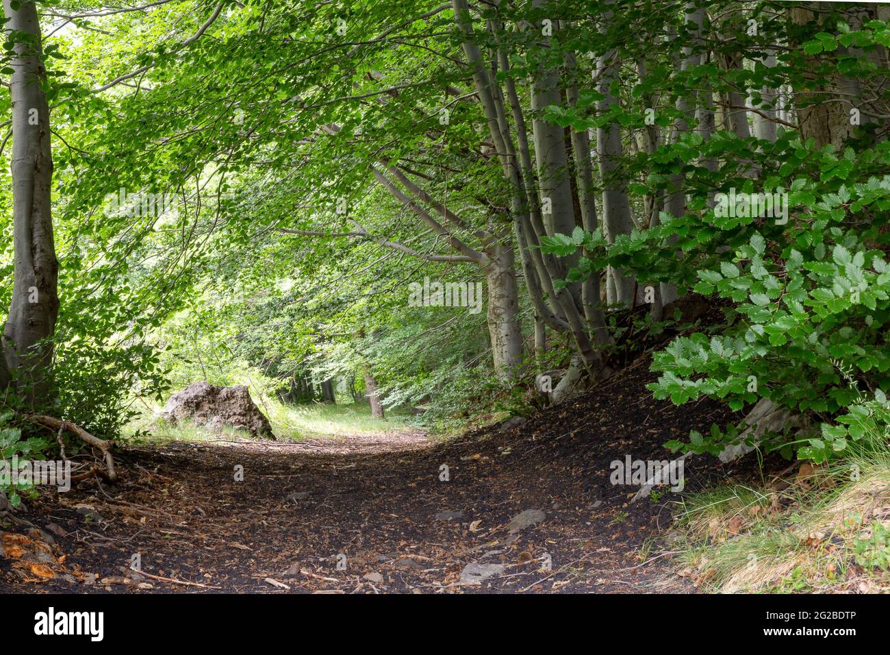 Typical path of a high mountain forest Stock Photo - Alamy