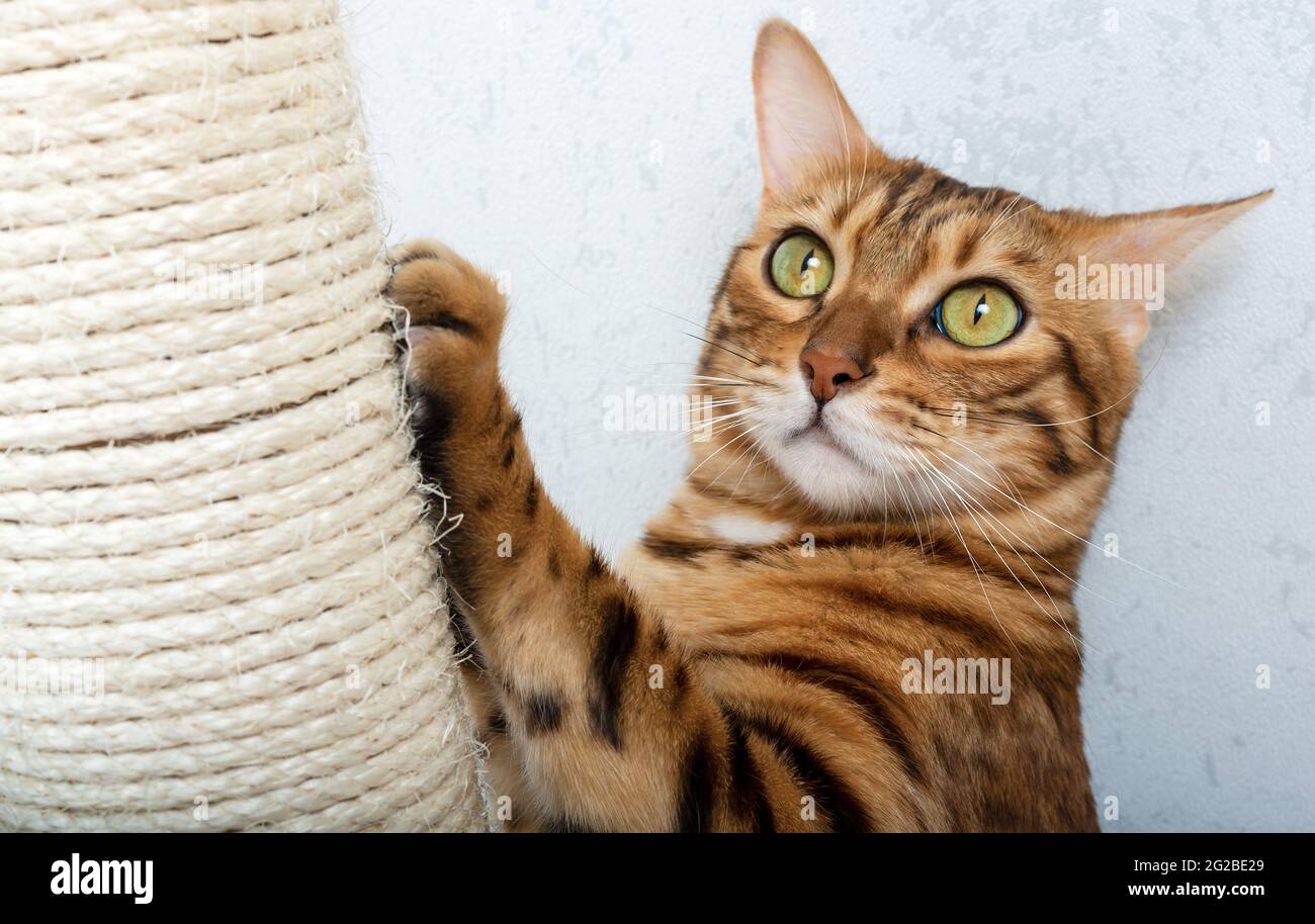 Scratching with the nails hi-res stock photography and images - Alamy