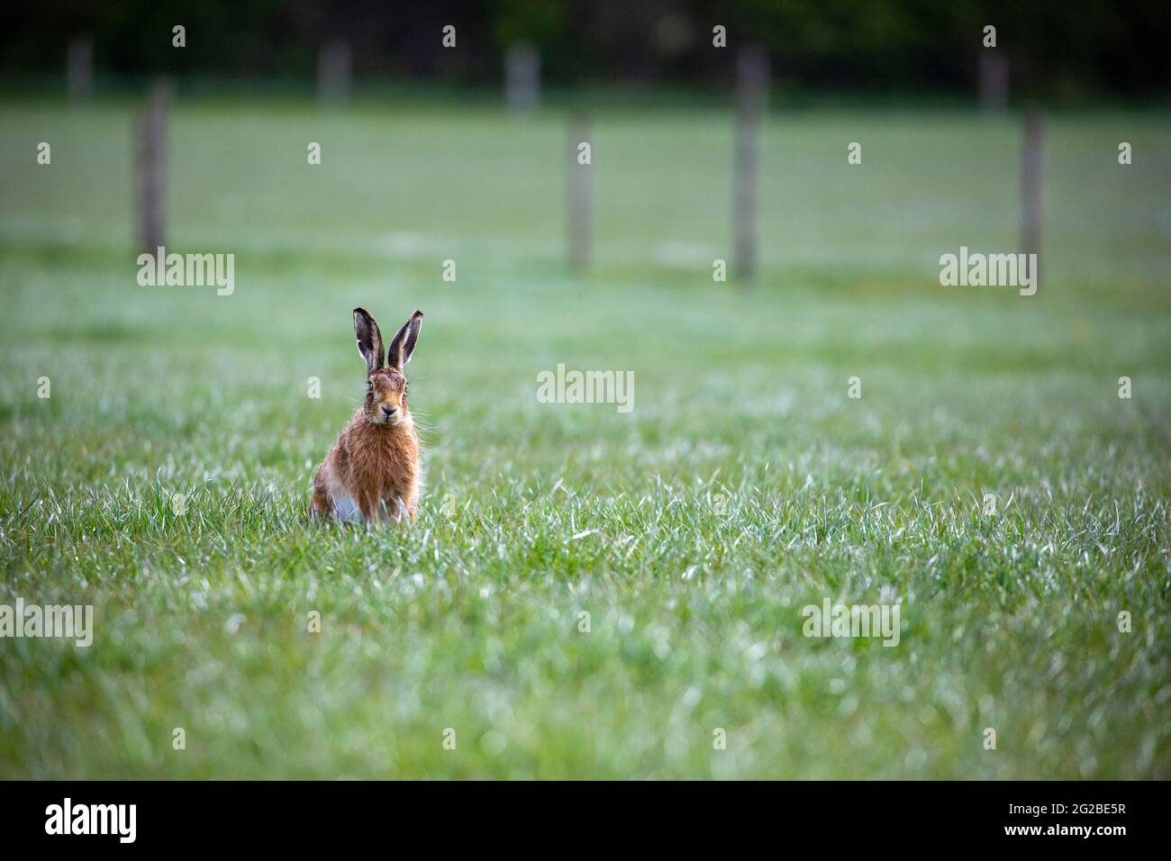Hare in springtime close hi-res stock photography and images - Alamy
