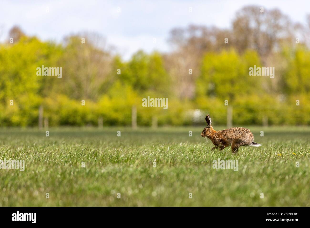Hare running fast hi-res stock photography and images - Alamy