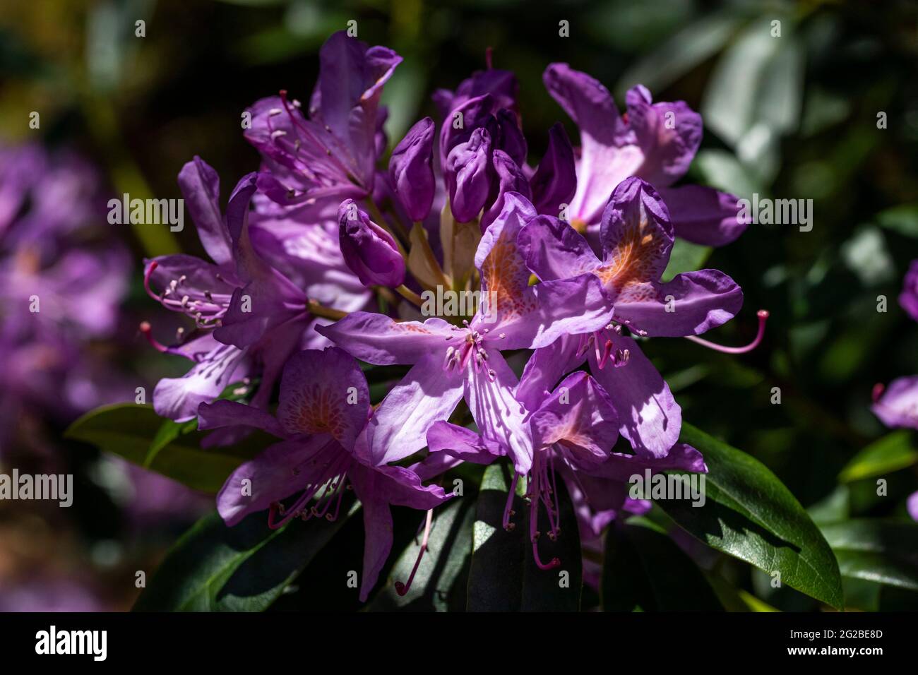 Floral display at Lydney Park gardens. A Rhododendron and Azalea garden ...
