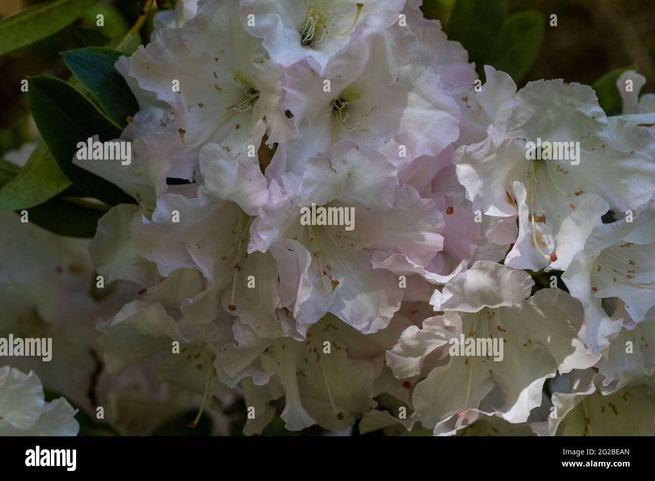Rhododendron Loderi 'King George'. Large shrub with white flowers ...