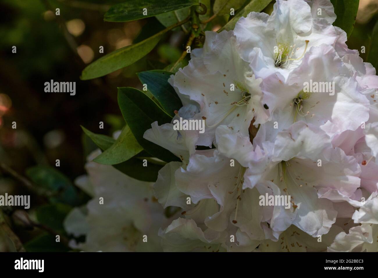Rhododendron Loderi 'King George'. Large shrub with white flowers ...