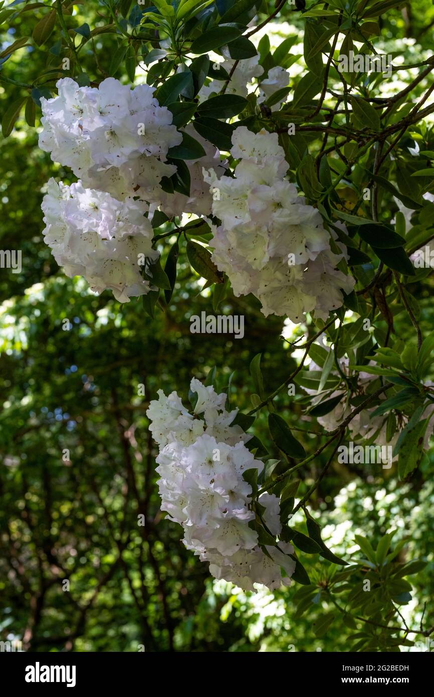 Rhododendron Loderi 'King George'. Large shrub with white flowers ...