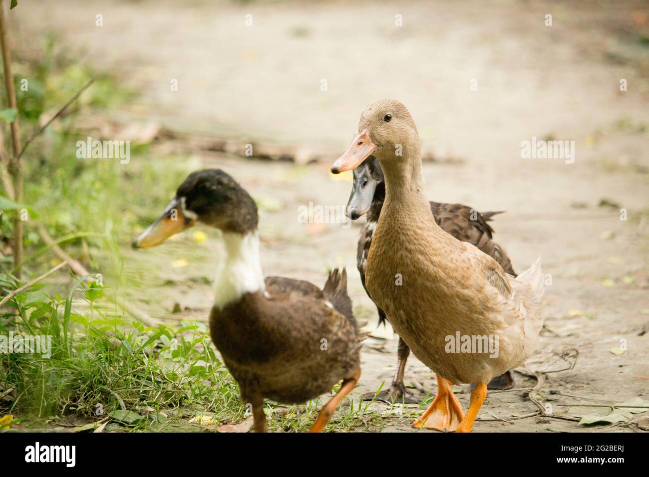 Cute family ducks walking hi-res stock photography and images - Alamy