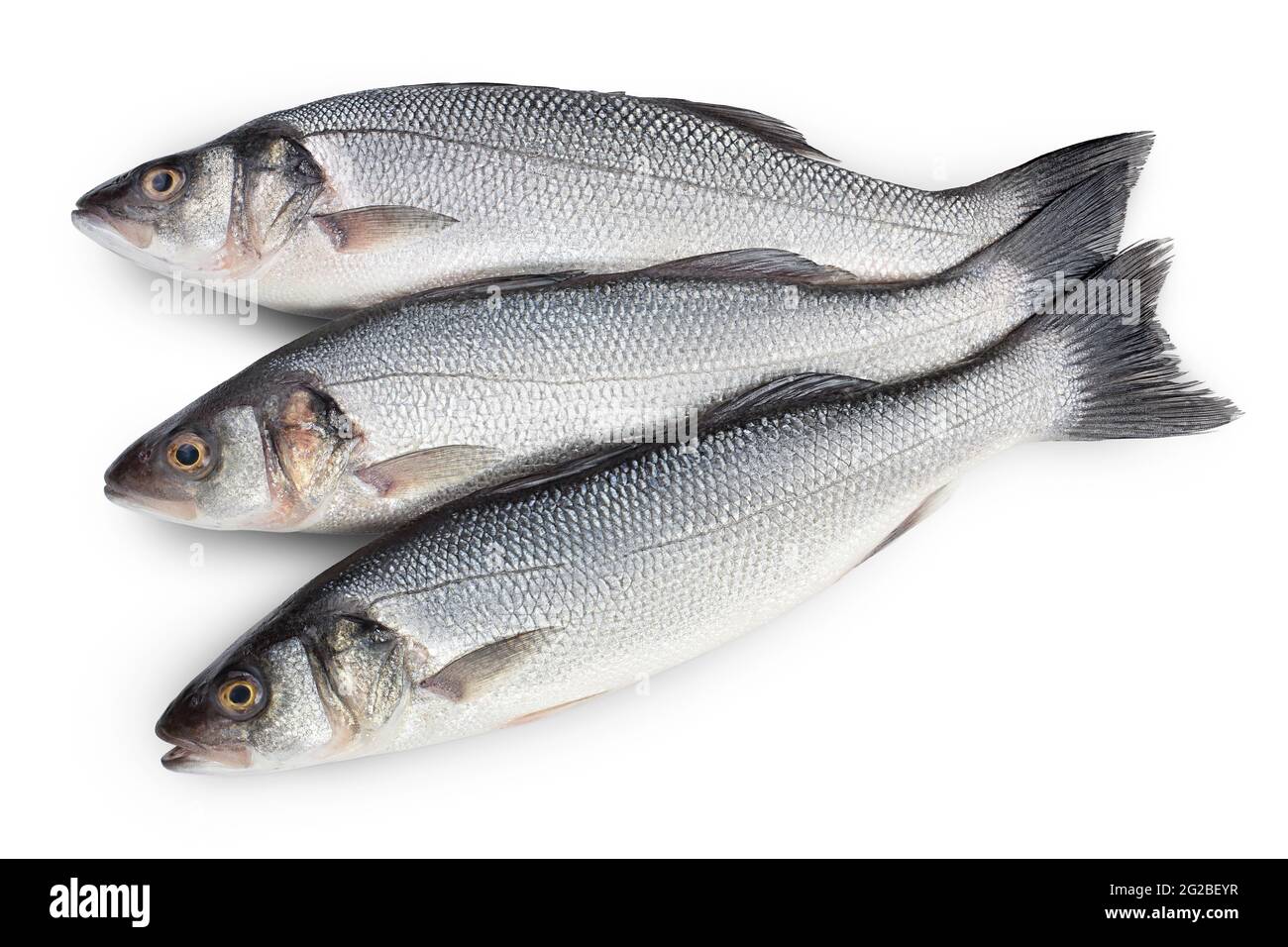 Sea bass fich isolated on white background with clipping path. Top view ...