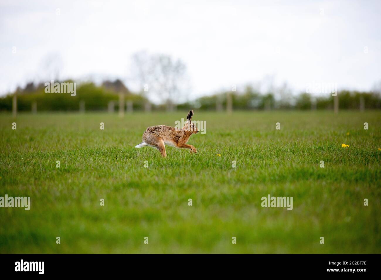 Hare running fast hi-res stock photography and images - Alamy