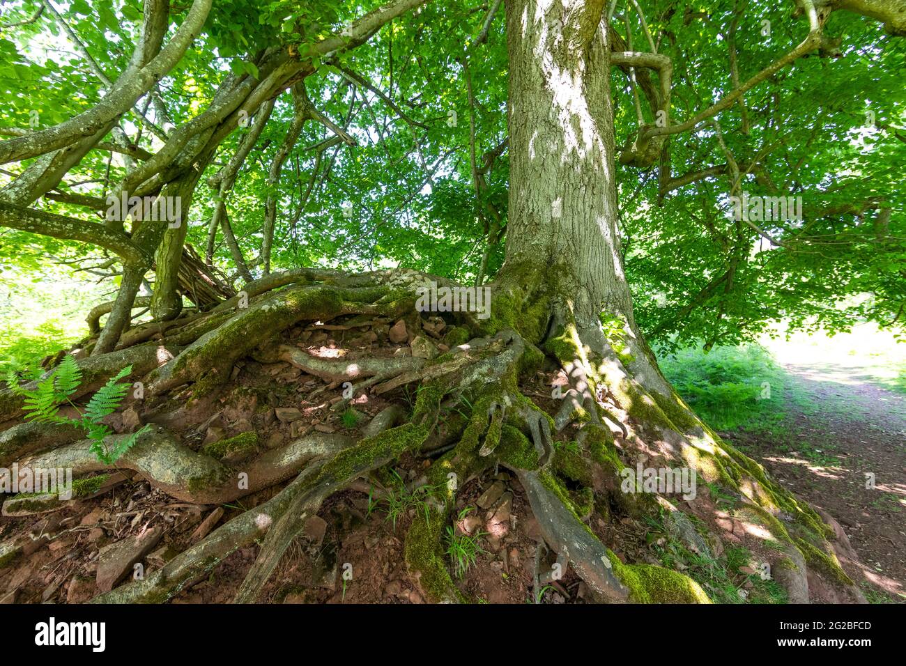 Tangled tree roots on a mound on a gate at Lydney Park Spring Gardens ...