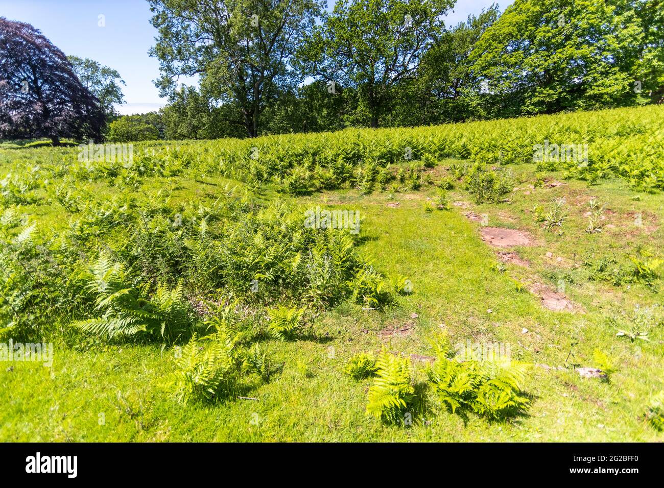 Roman Temple and bath house site at Lydney Camp, Lydney Park ...