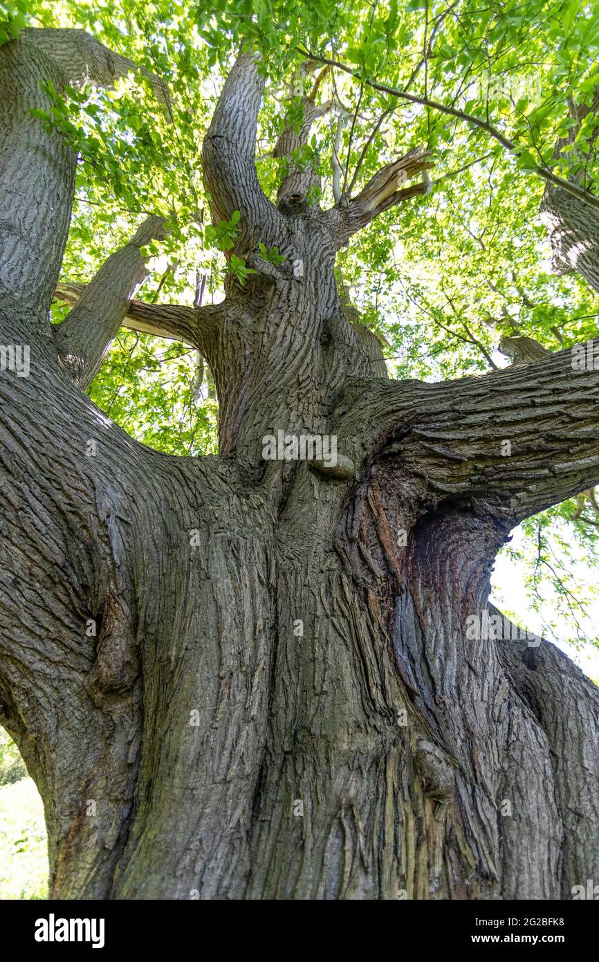 Wych Elm House High Resolution Stock Photography and Images - Alamy