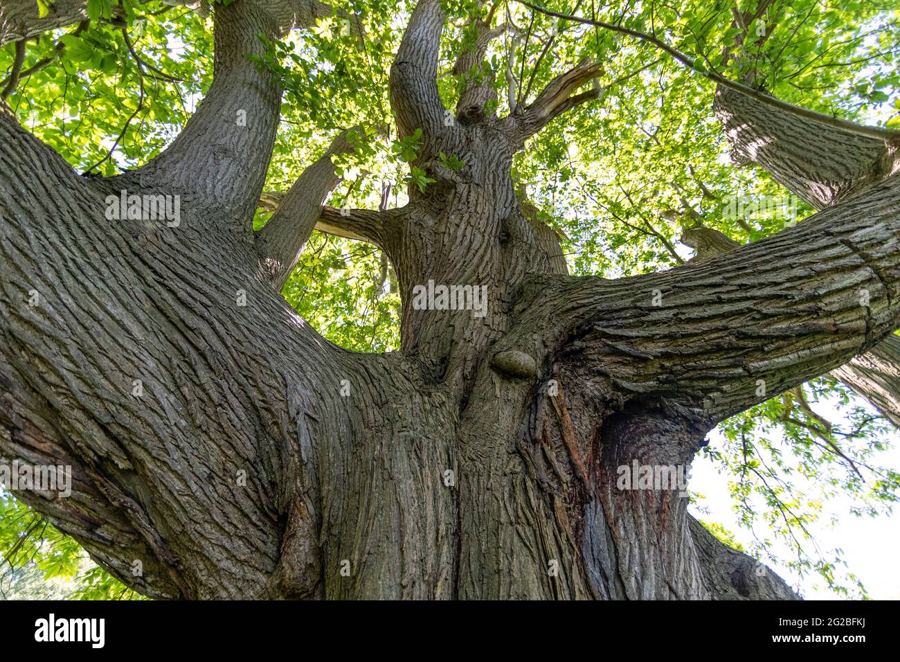 Wych elm house hi-res stock photography and images - Alamy