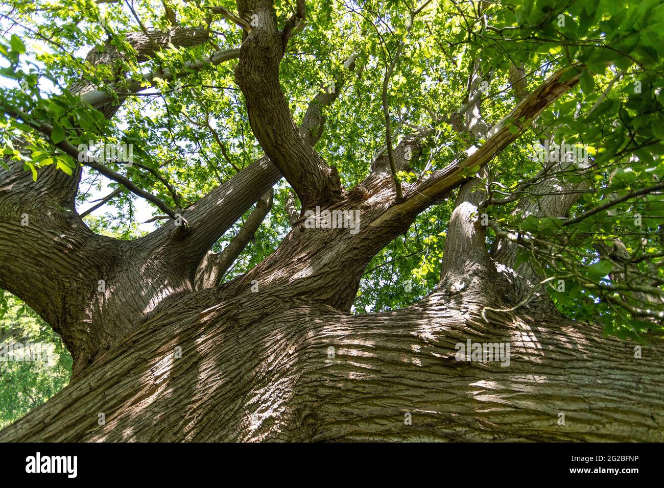 Wych elm veteran tree Stock Photo - Alamy
