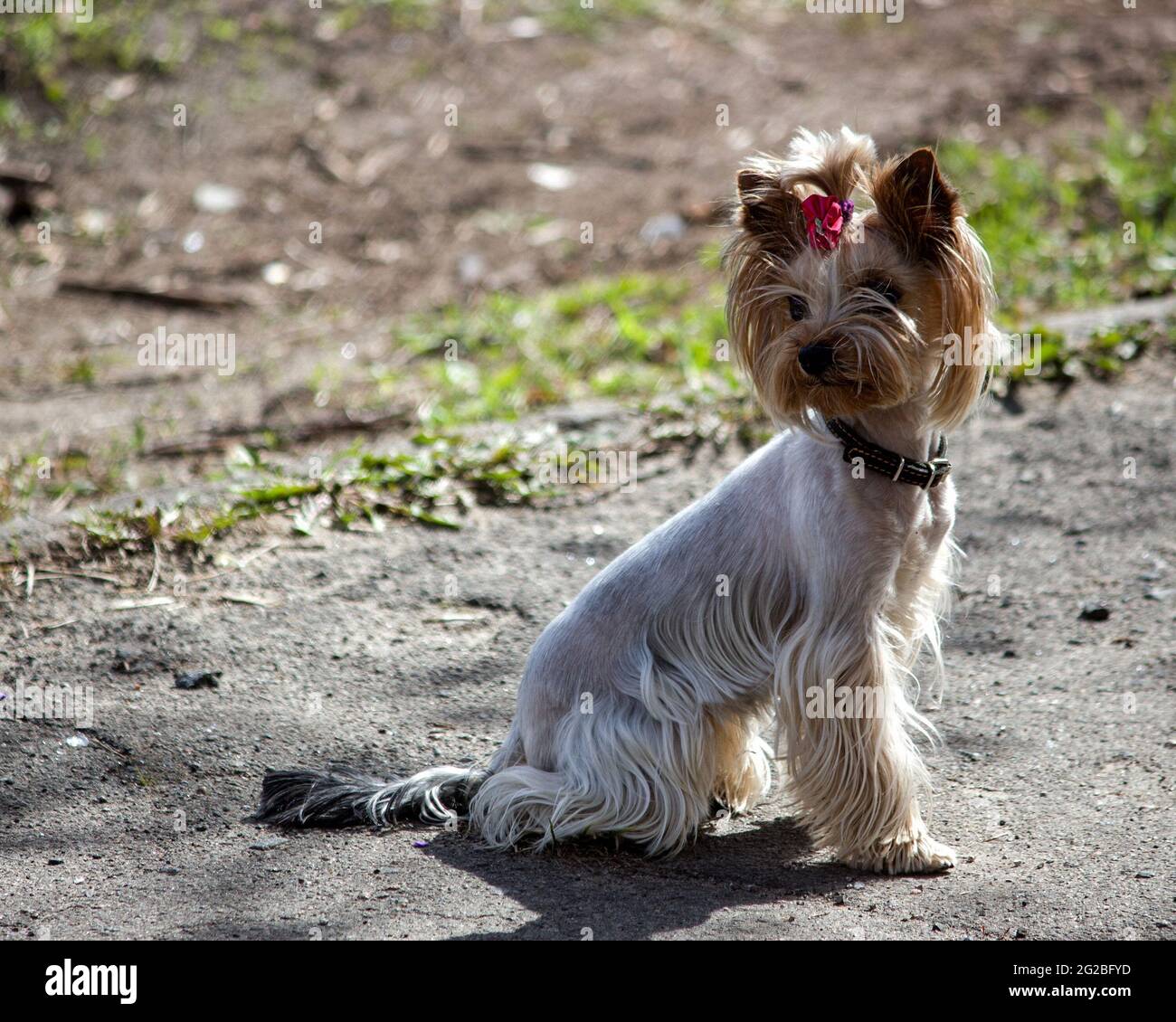 Portrait of dog outdoor Stock Photo - Alamy