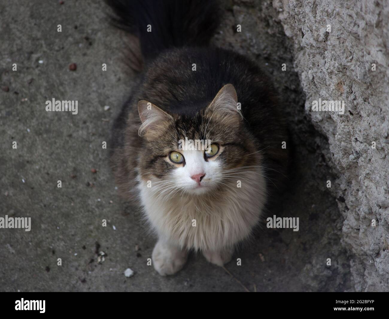 Homeless wild red kitten playing hi-res stock photography and images ...