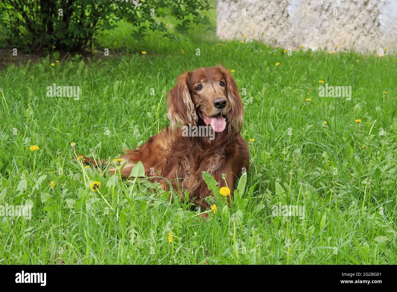Red Irish Setter on the spring lawn Stock Photo - Alamy