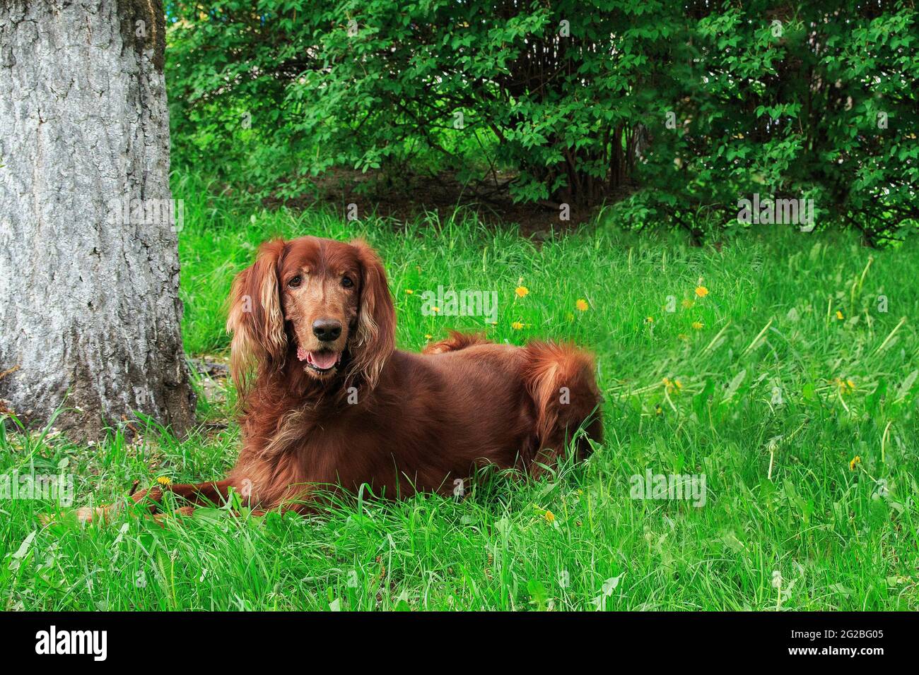 Red dog spring hi-res stock photography and images - Alamy