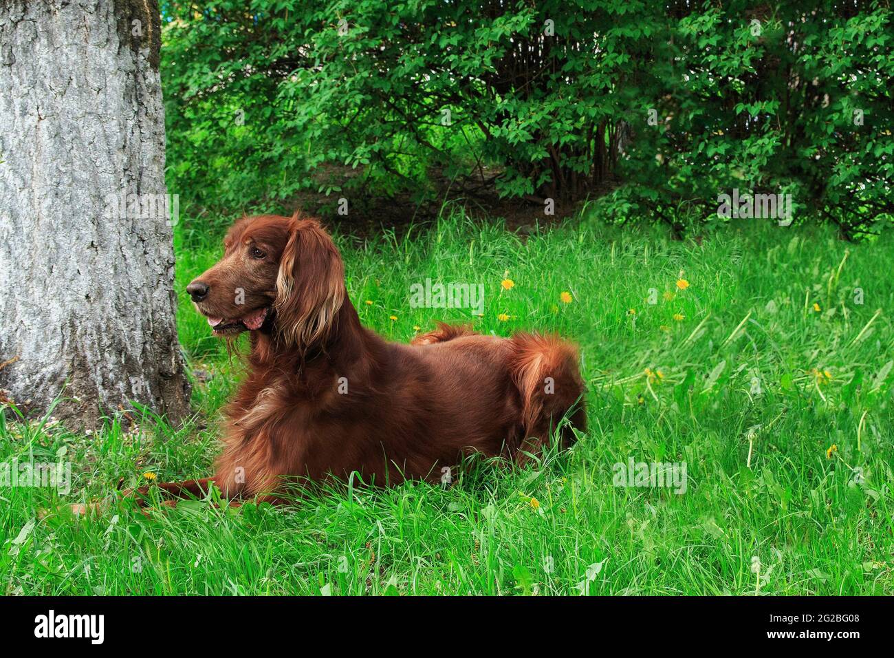 Happy red setter hi-res stock photography and images - Alamy