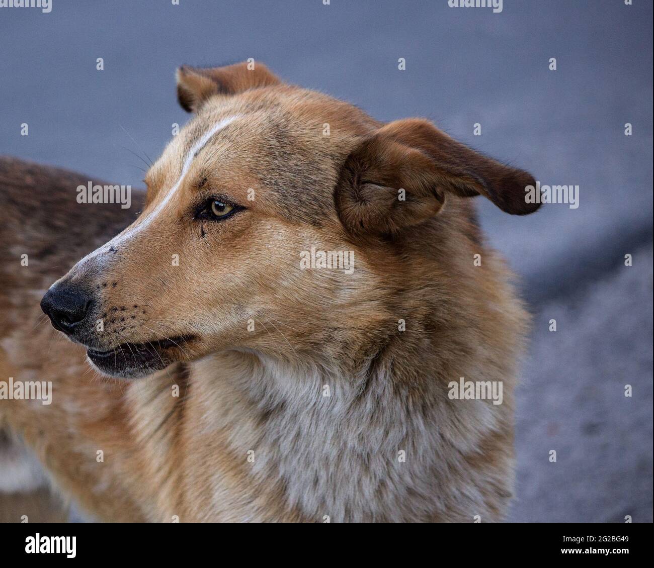Portrait of funny dog outdoor Stock Photo - Alamy