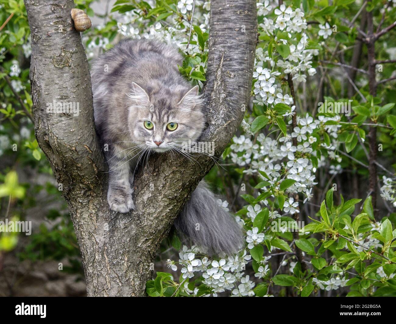 Domestic cat cherry tree hi-res stock photography and images - Alamy