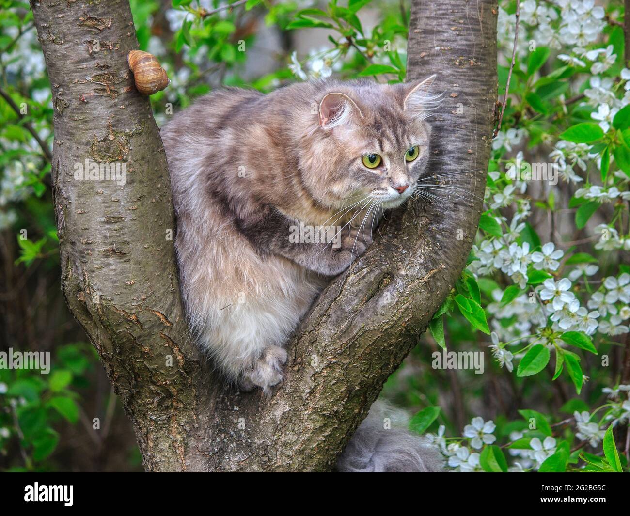 Domestic cat cherry tree hi-res stock photography and images - Alamy