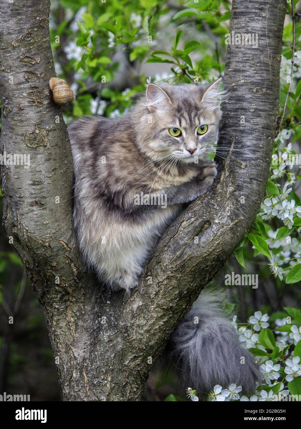 Domestic Cat Cherry Tree High Resolution Stock Photography and Images ...