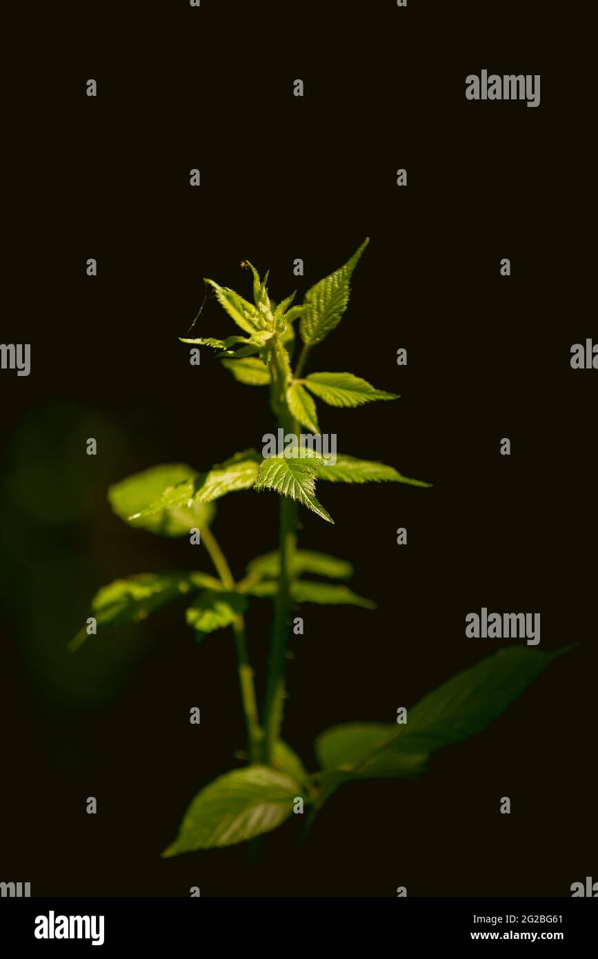 Light and dark in plants growing hi-res stock photography and images ...