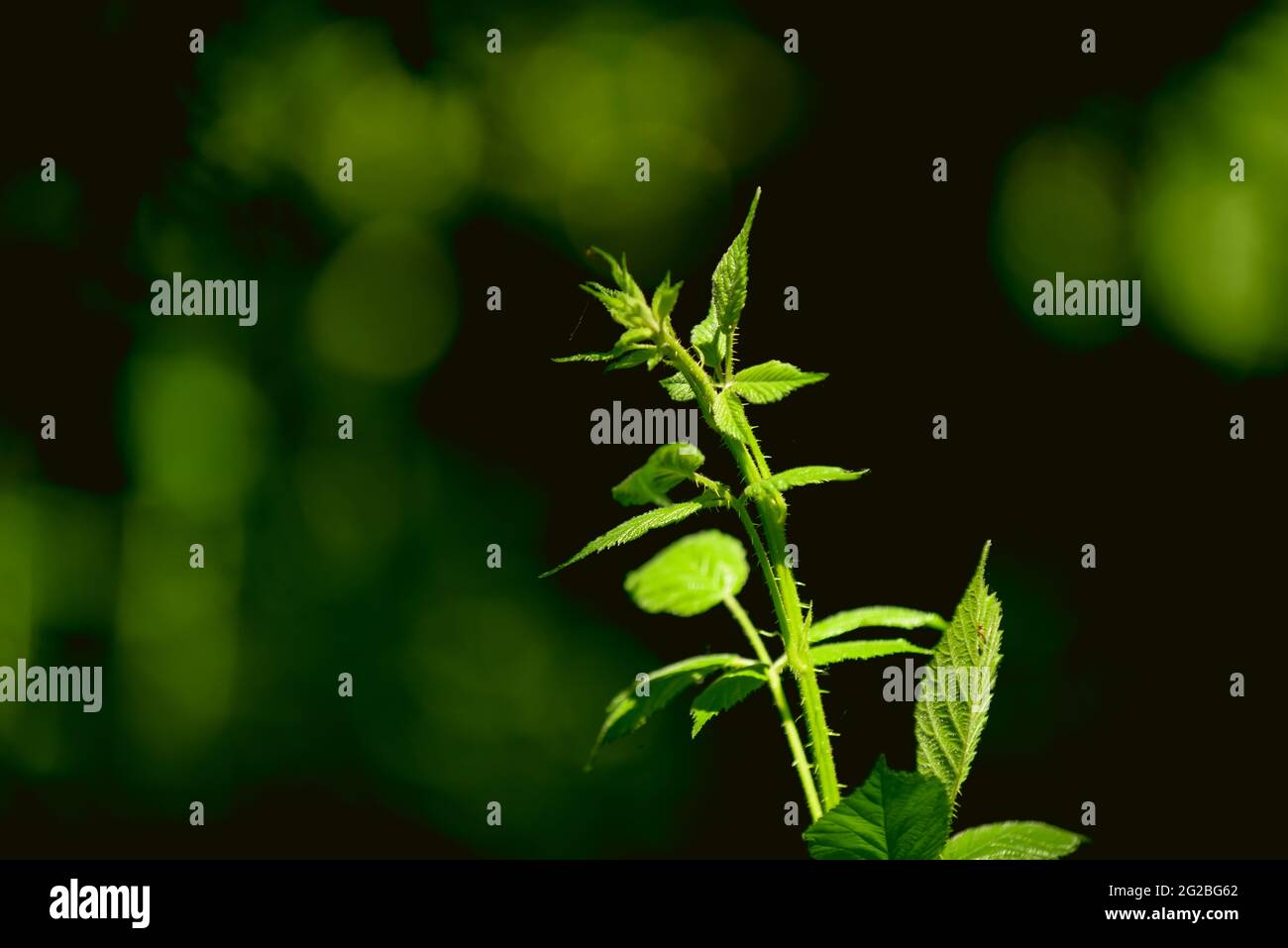 Light and dark in plants growing hi-res stock photography and images ...