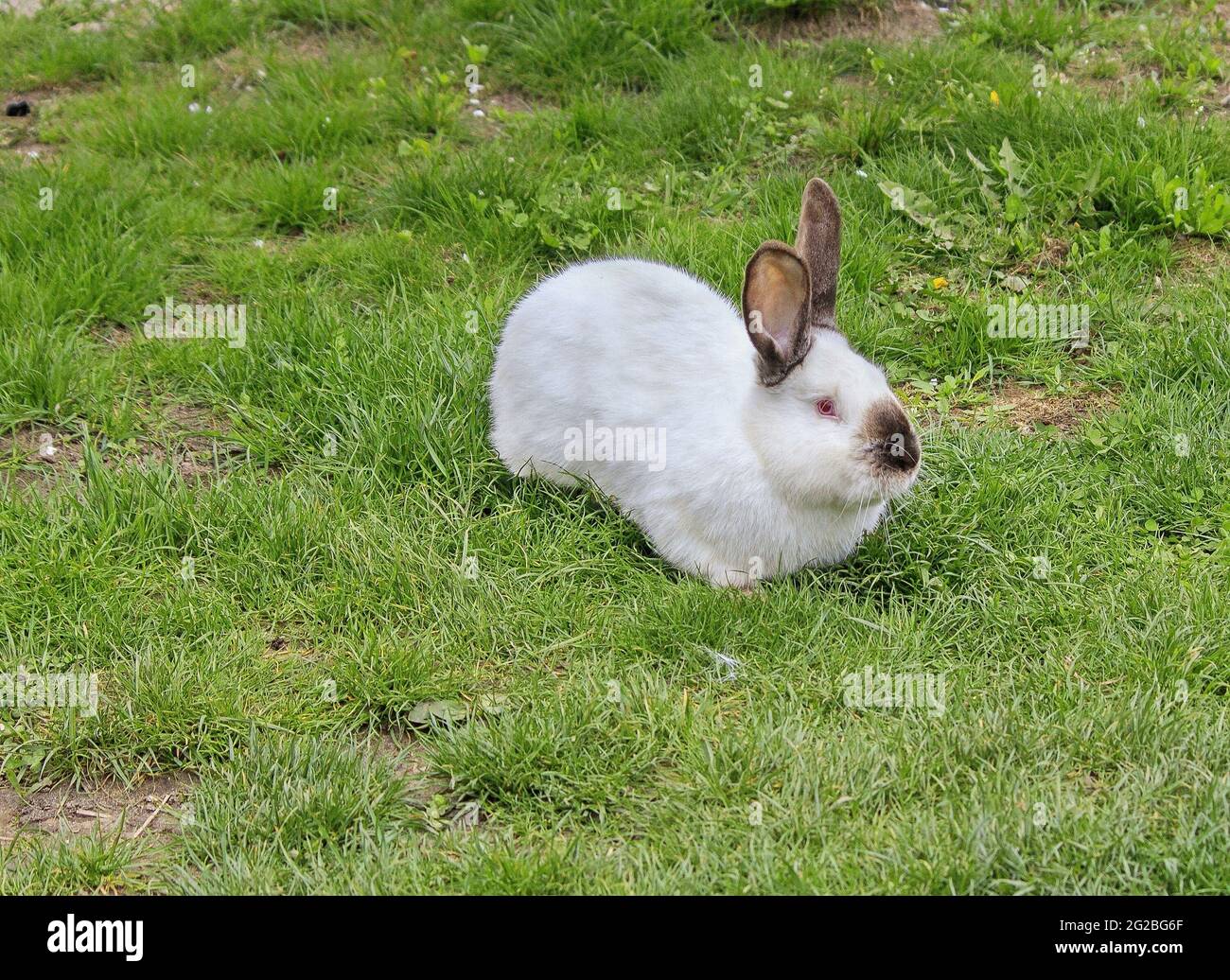 Domestic rabbit in the basket Stock Photo - Alamy