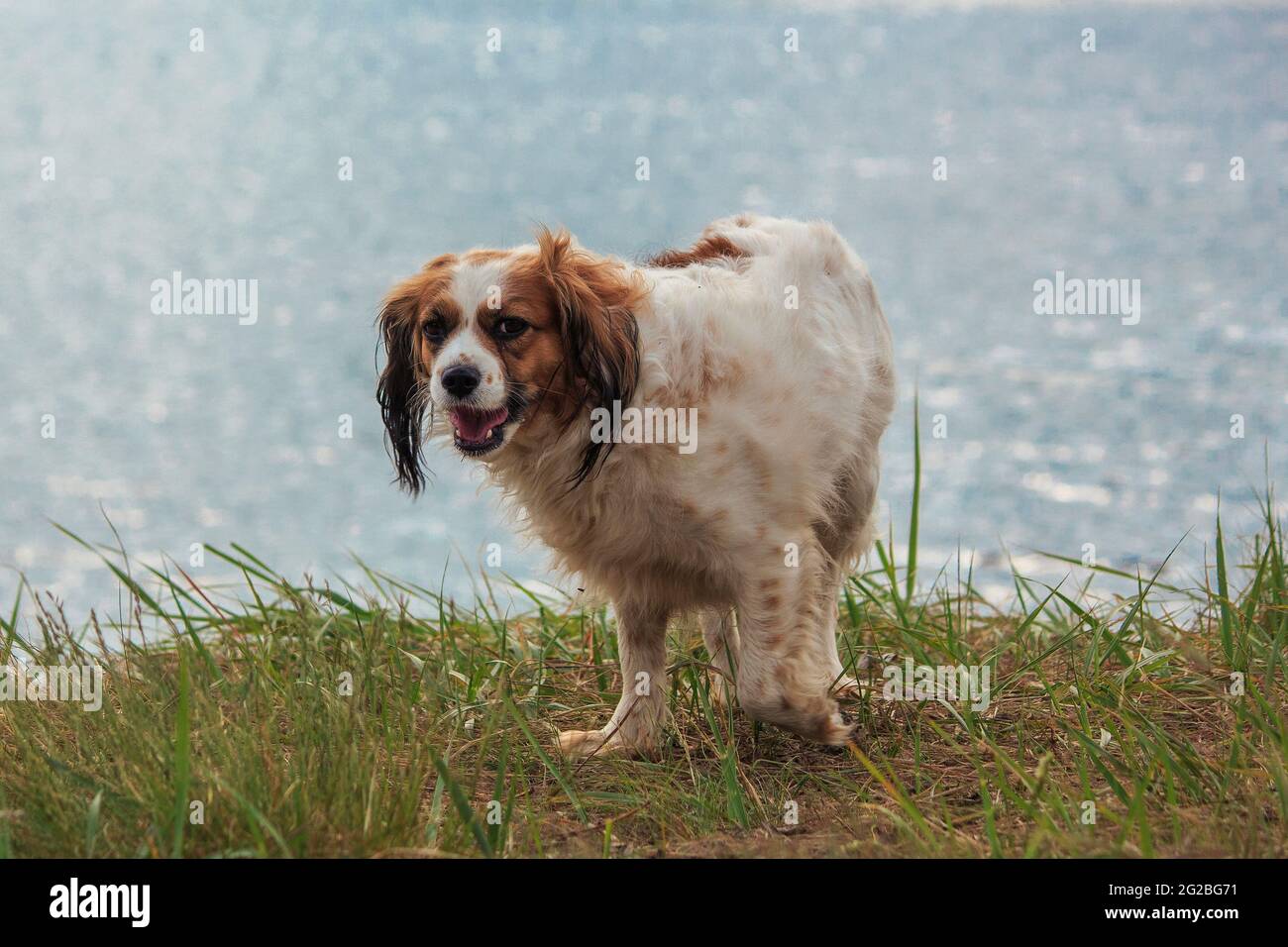 Spotted dog hi-res stock photography and images - Alamy