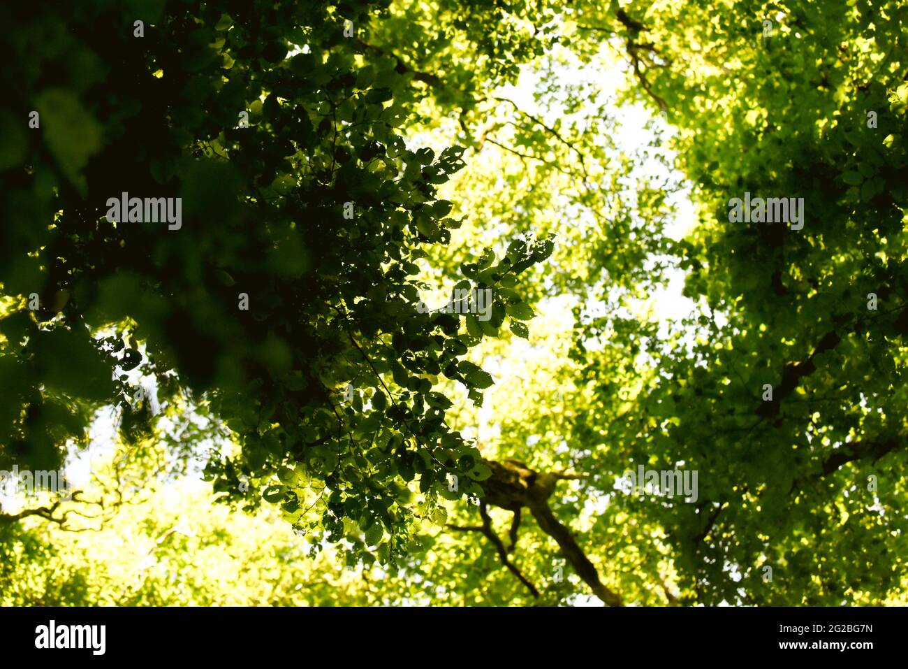 Looking up through tree canopy on the forest Stock Photo - Alamy