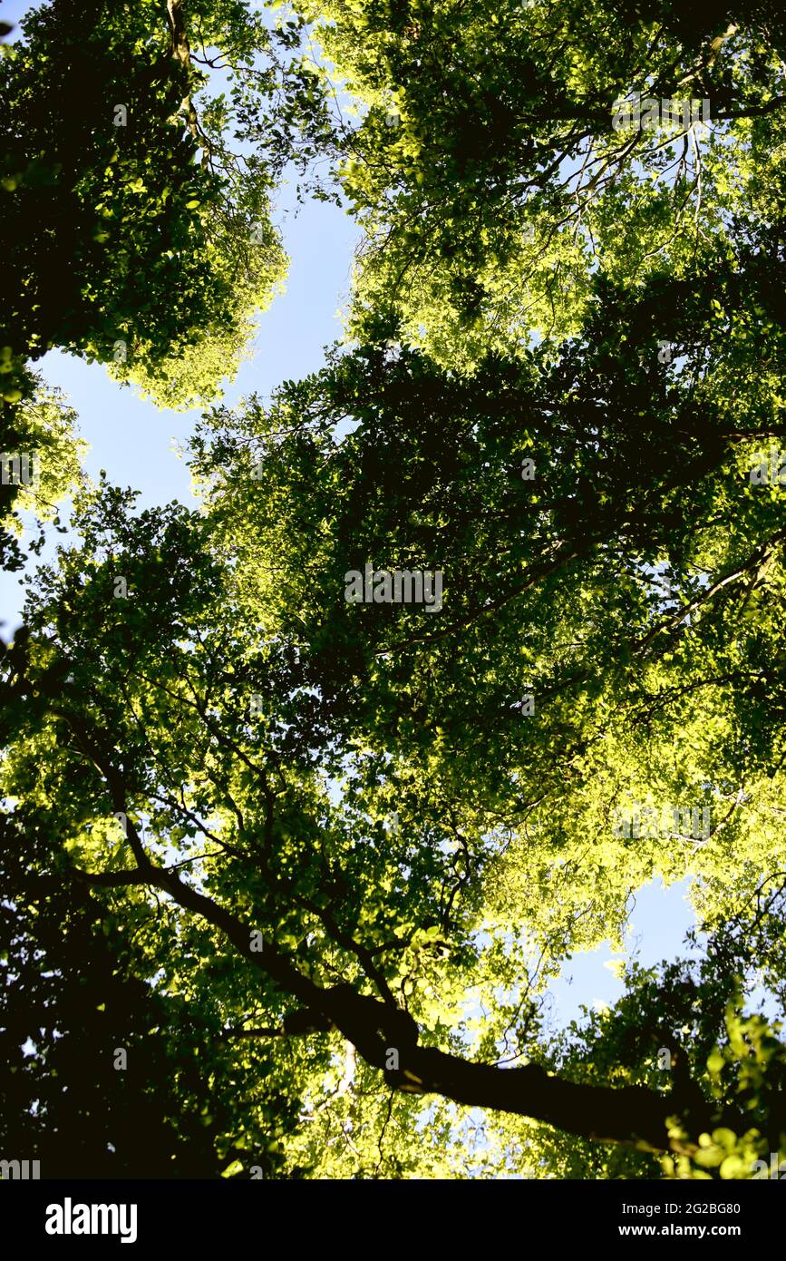Looking up through tree hi-res stock photography and images - Alamy