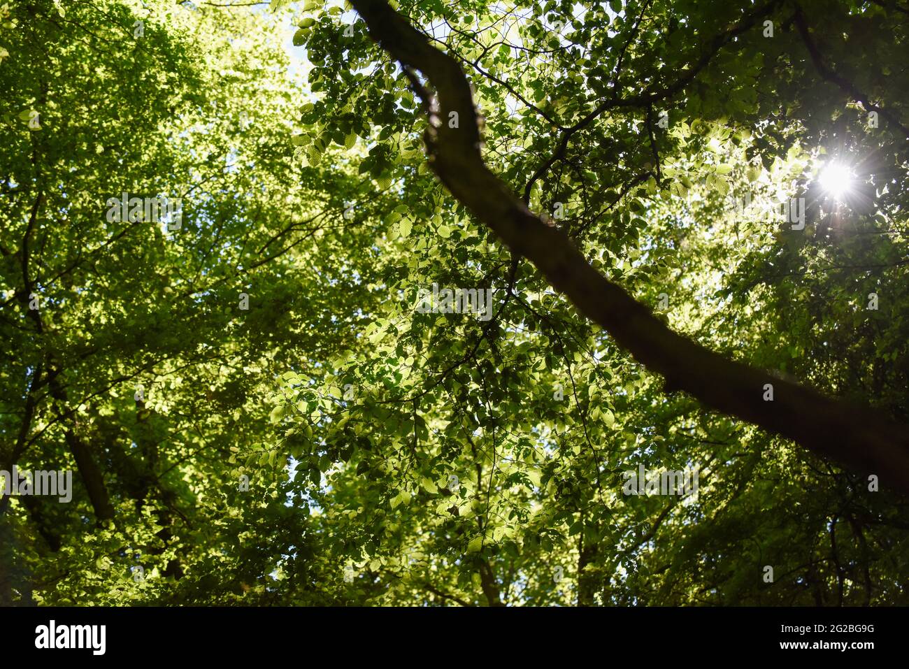 Looking up through tree hi-res stock photography and images - Alamy