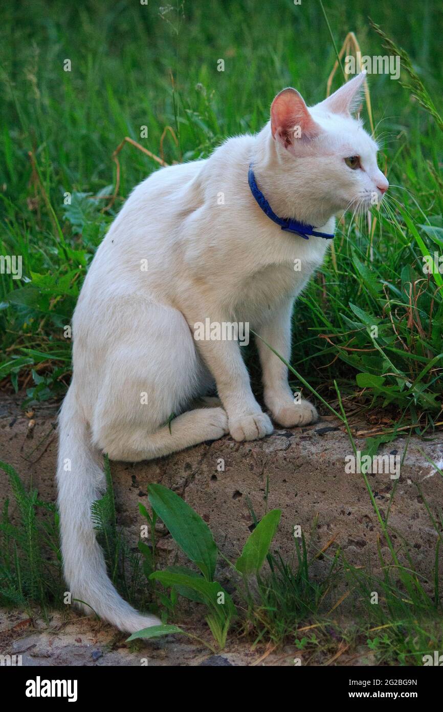 Summer walk of pretty white kitty Stock Photo - Alamy