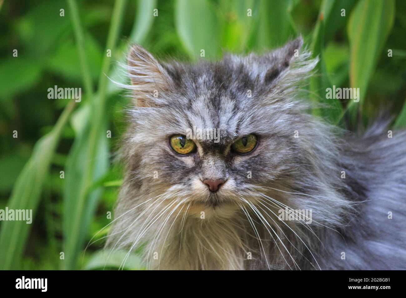 Summer cats hi-res stock photography and images - Alamy