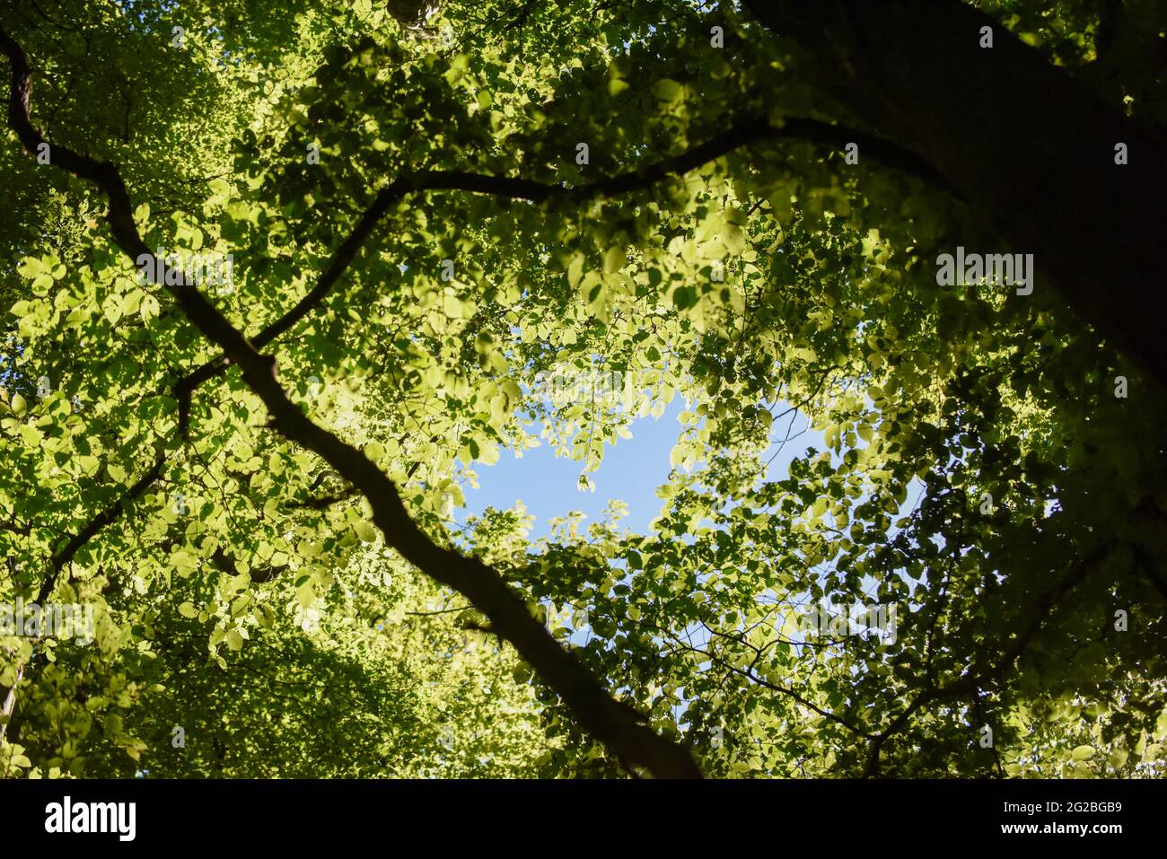 Looking up through tree canopy on the forest Stock Photo - Alamy
