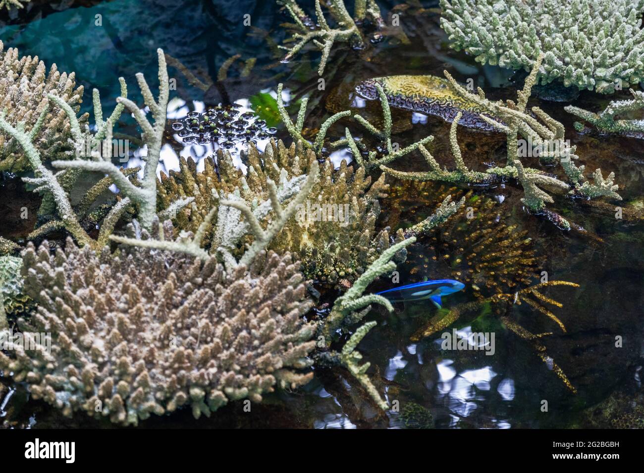Aquatic reef with colorful fish seen from above Stock Photo - Alamy