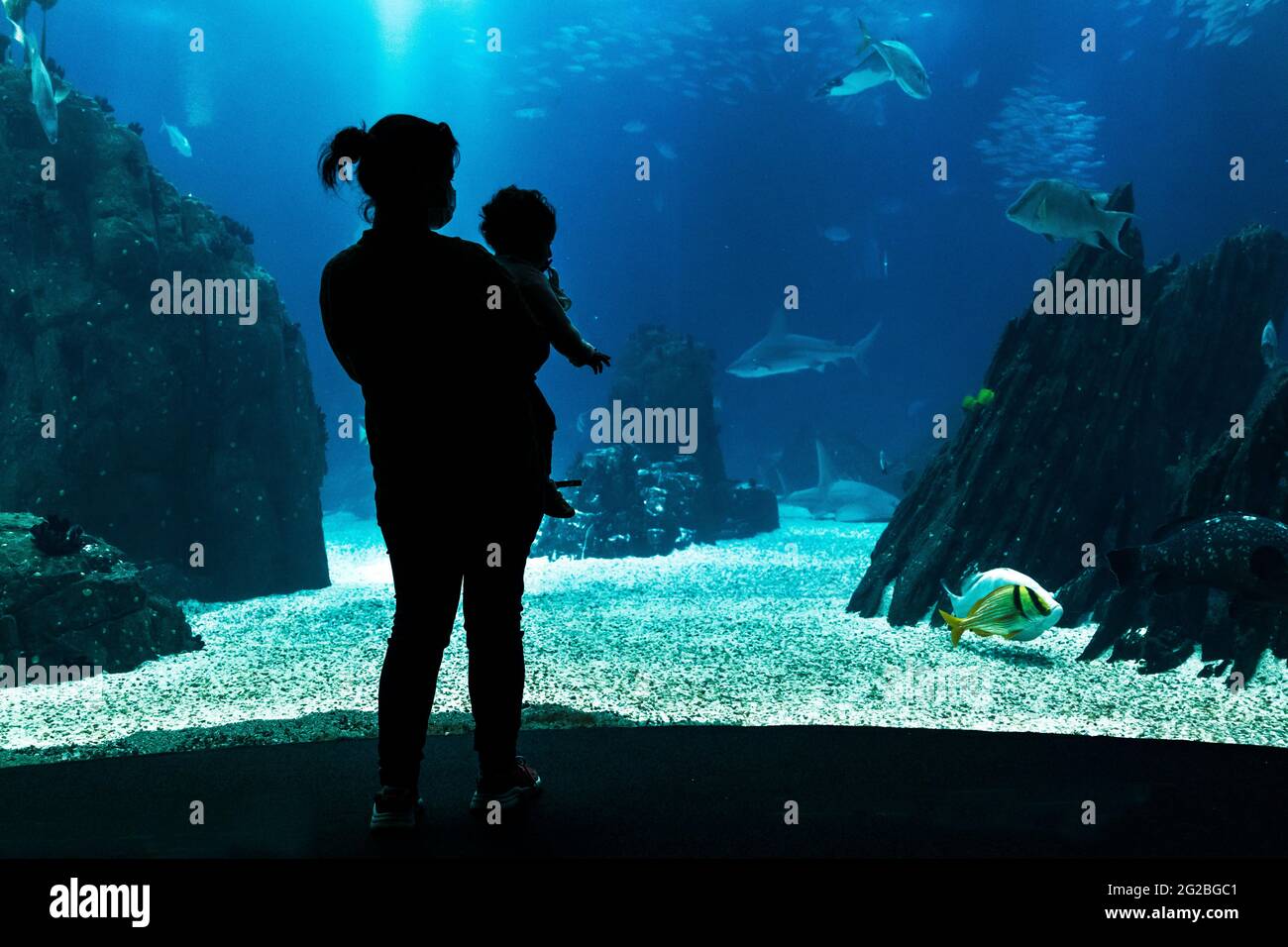 Baby shark family hi-res stock photography and images - Alamy