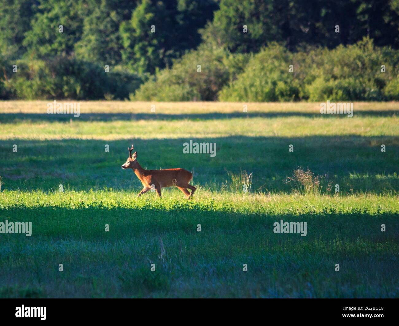 Goat running hi-res stock photography and images - Alamy