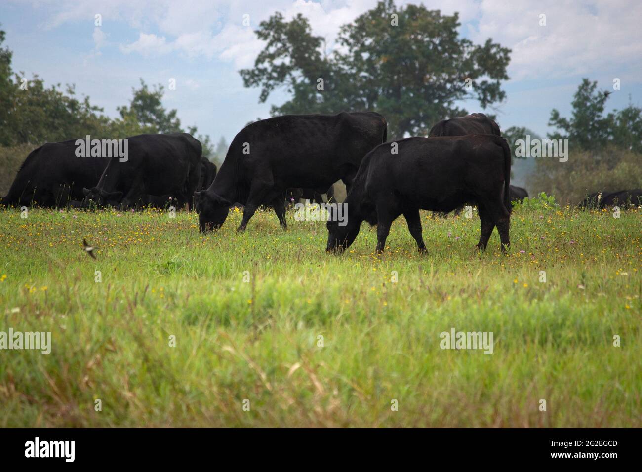Little calves hi-res stock photography and images - Alamy