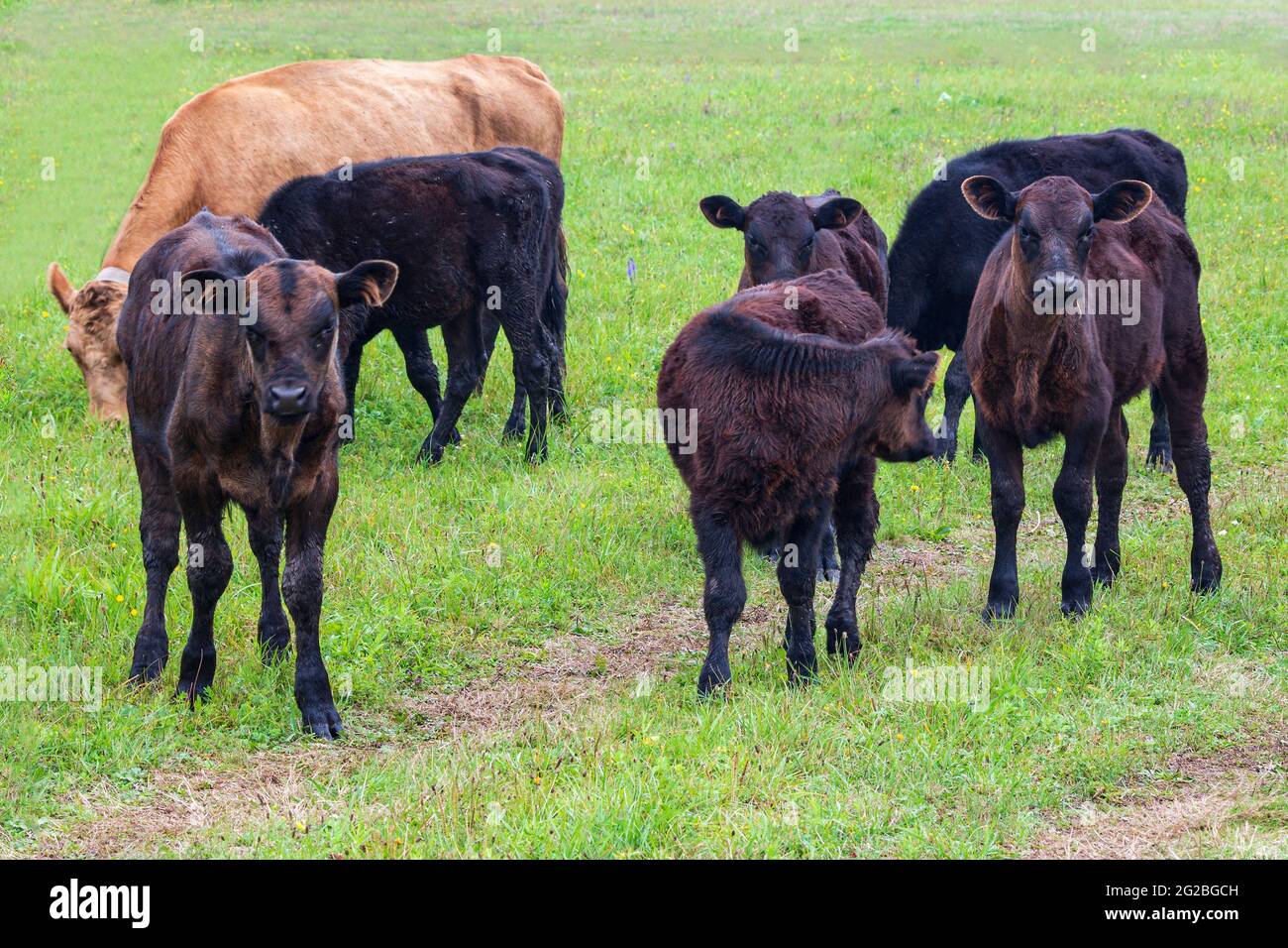 Herd of little calves in the pasture Stock Photo - Alamy