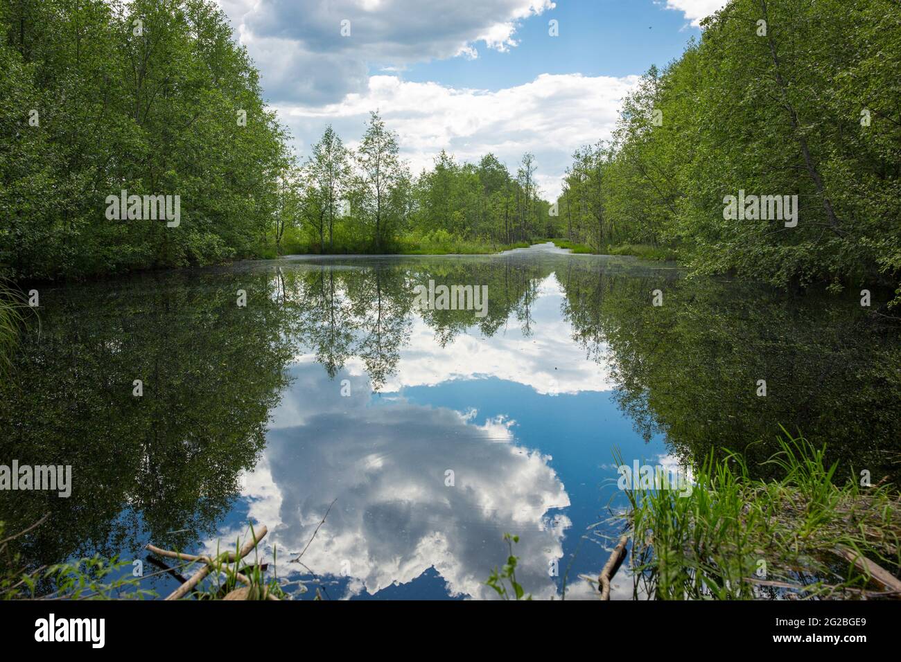 Swamps. Belarusian swamps are the lungs of Europe. Ecological reserve ...