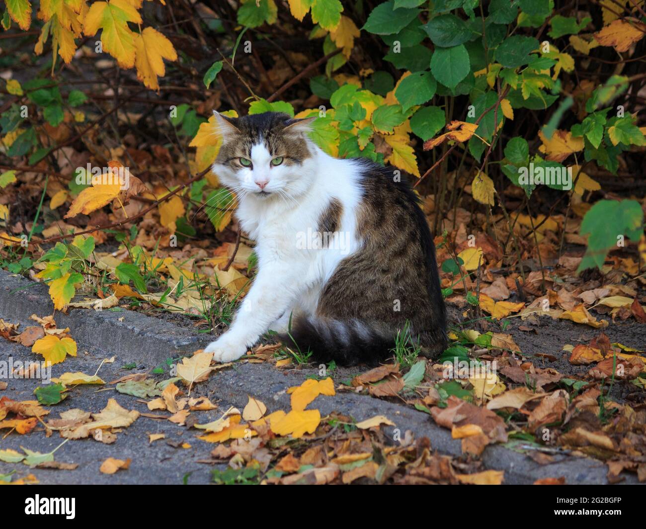 Wonderful autumn walk of cats on fallen leaves Stock Photo - Alamy