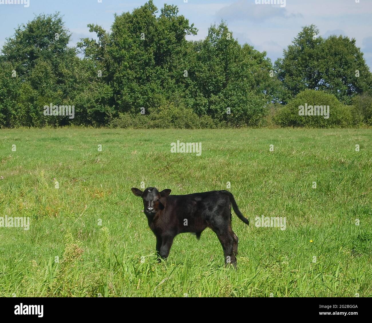 Herd of little calves in the pasture Stock Photo - Alamy