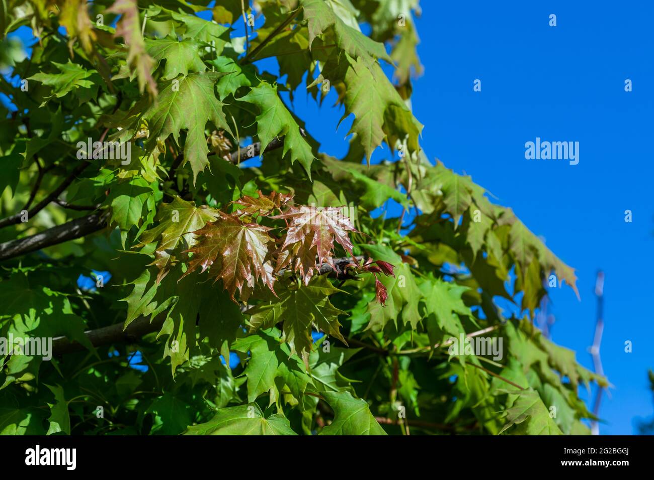 garden plant called Maple Globozum Stock Photo - Alamy