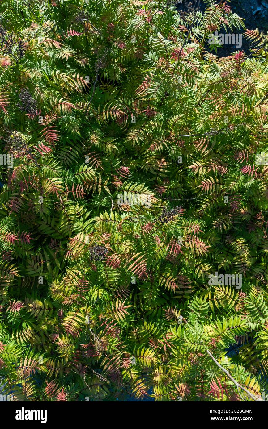 garden plant called rowan leaf Stock Photo - Alamy