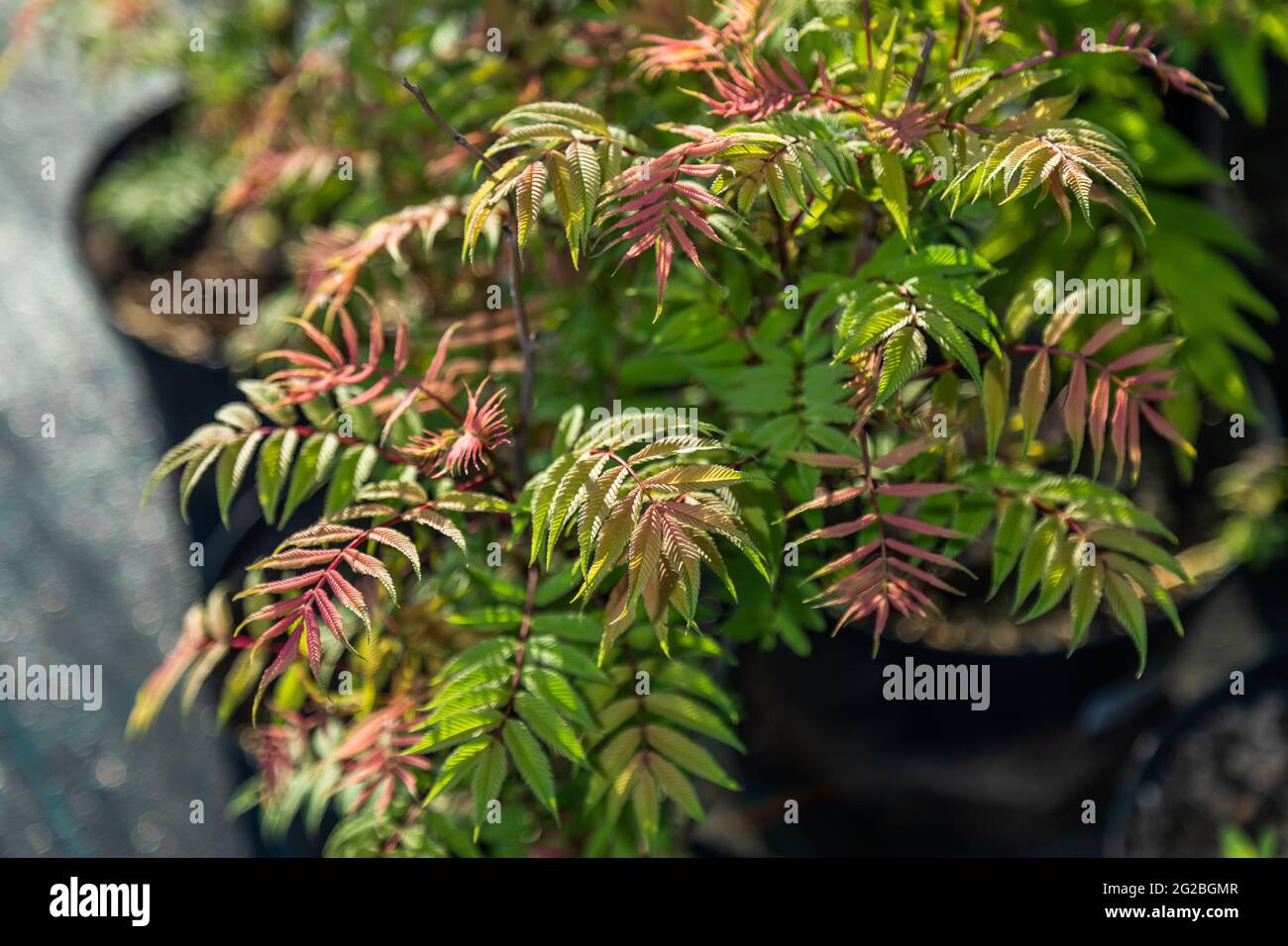 garden plant called rowan leaf Stock Photo - Alamy