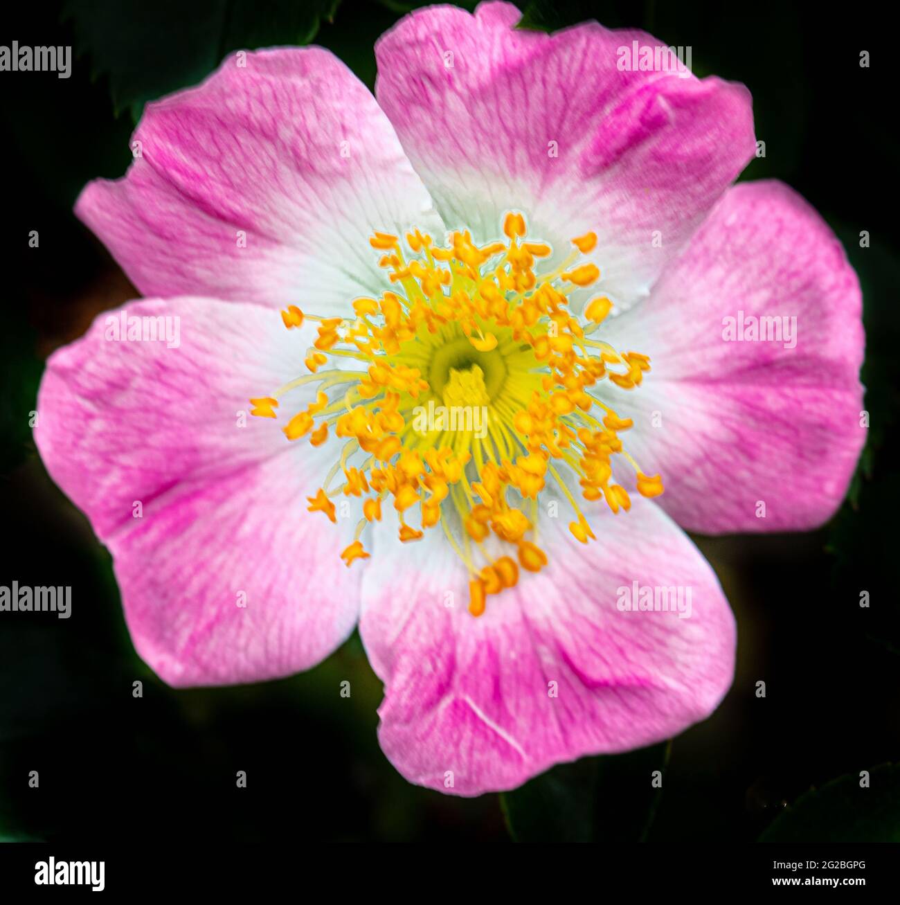 single pink dog rose in bloom isolated on a black background Stock ...