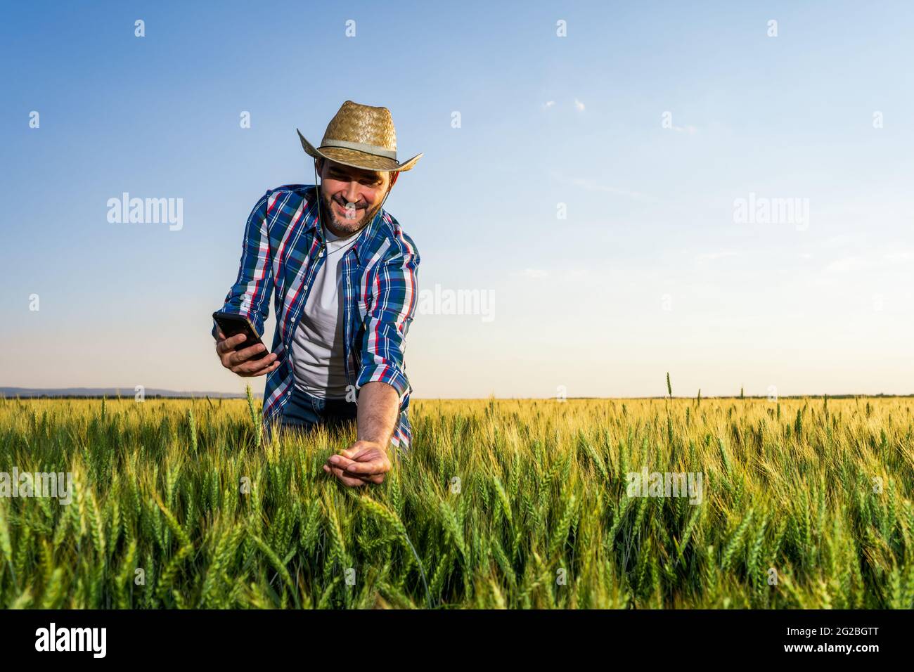 Farmer is standing in his growing wheat field. He is examining crops ...