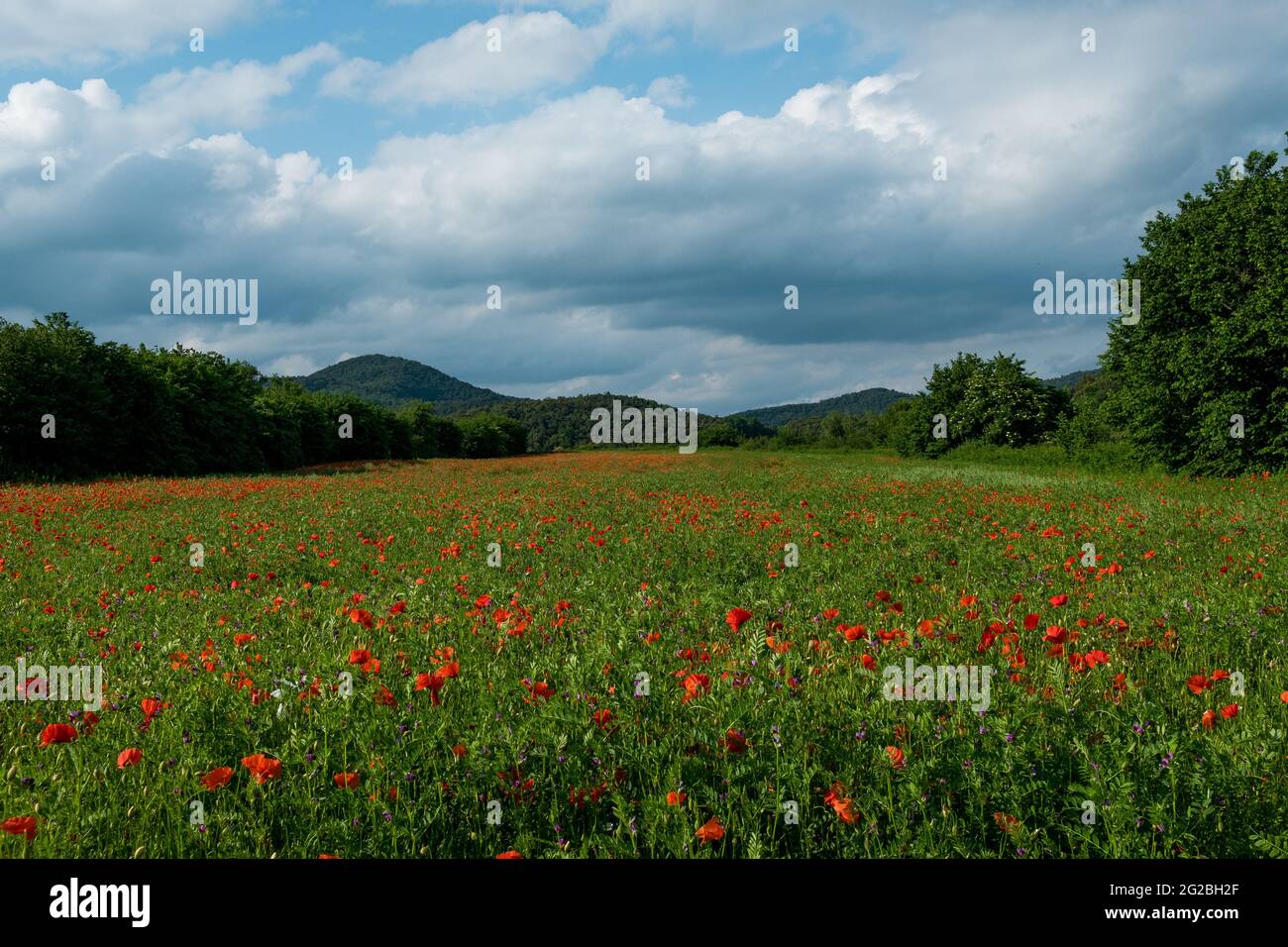 scenic sunset landscape of catalan region known as Garrotxa in spanish ...
