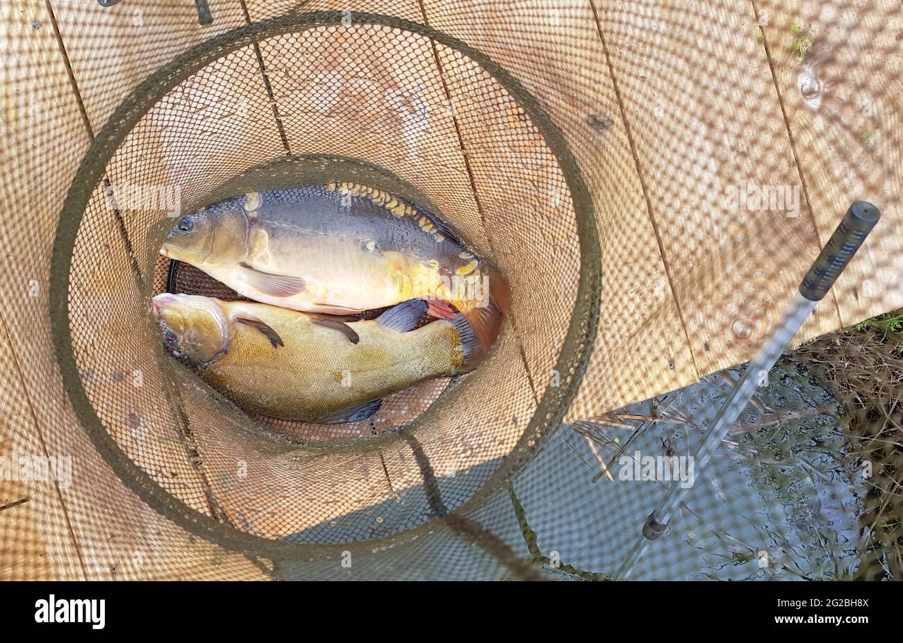 Caught fish on the shore in a fishing cage. Fishing trap with fish in ...
